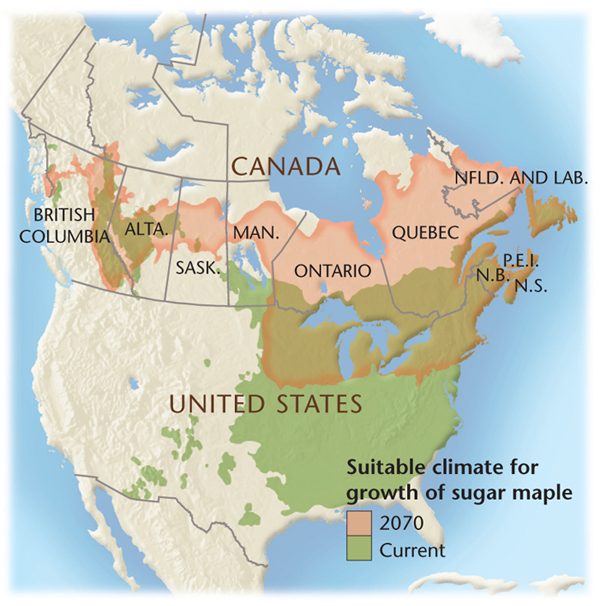 Types Of Maple Trees In Canada Map - Infoupdate.org